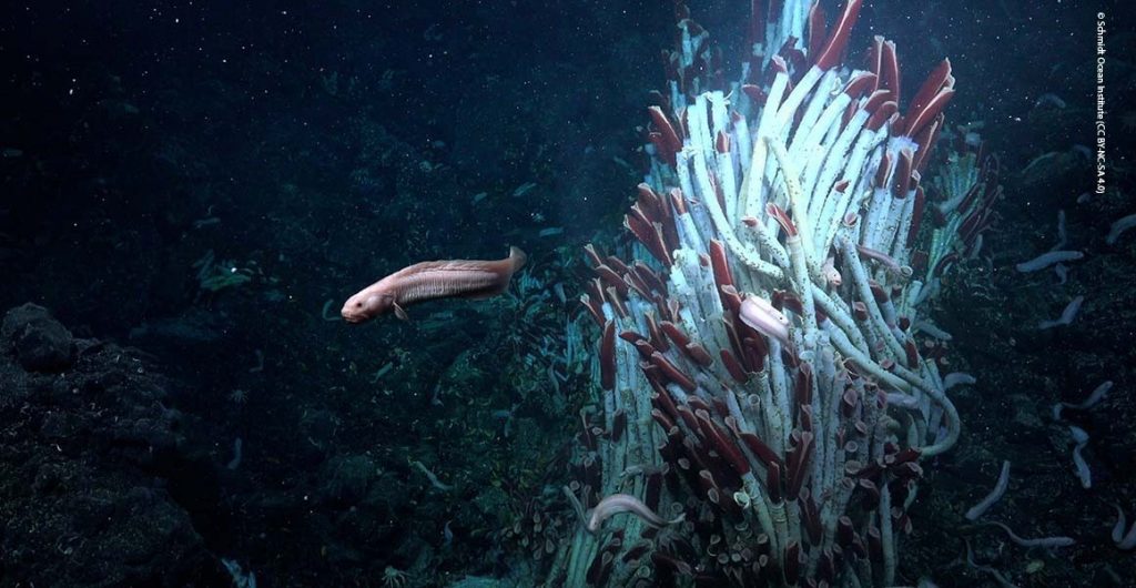 Gapuro Sagoro Seamount: A pivotal gateway towards scientific ...